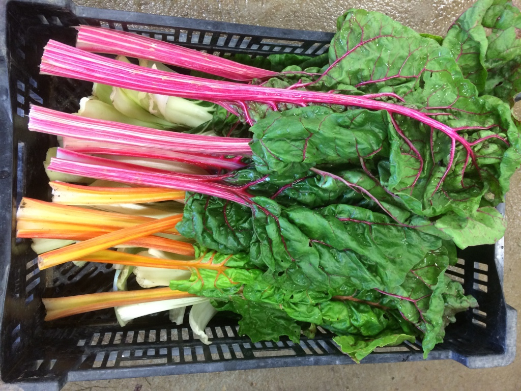 Bettes colorées - 800 g - La Ferme Bio De Marillat - Locavor.fr