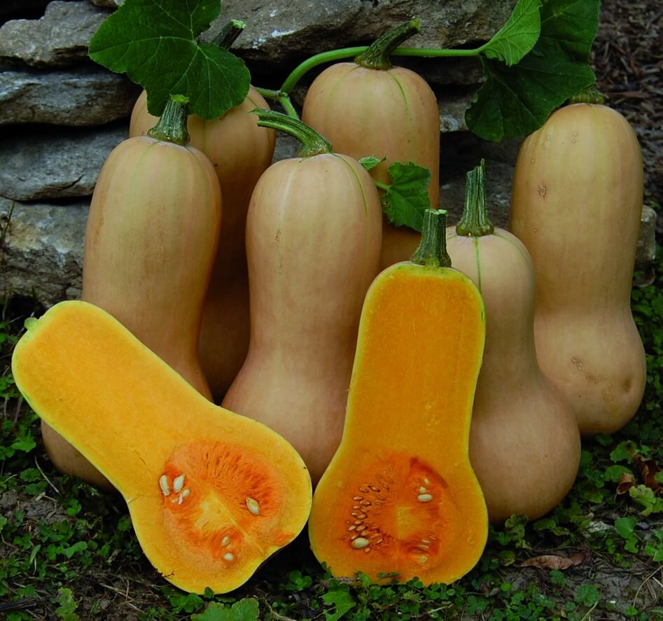 Butternut à la coupe - 1.3 kg - Ferme Rouzé Jean-françois - Locavor.fr