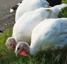 Dinde blanche prêt à cuire - 1 u - La Ferme Du Perrier - Locavor.fr