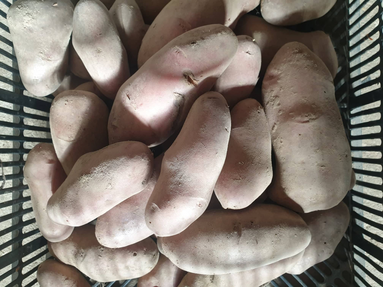 Pomme de terre "chérie", rouge à chair ferme - 1 kg - Les Petits Pois ...
