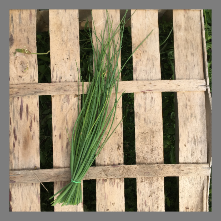 Ciboulette bio - 1 u - Le Village Potager - Locavor.fr