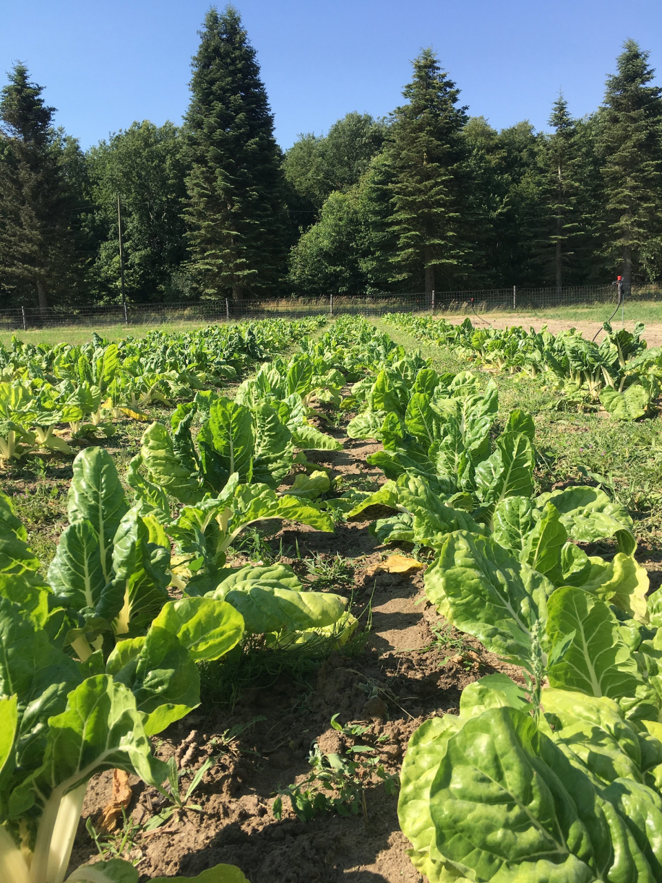 Blette bio - 500 g - Le Village Potager - Locavor.fr