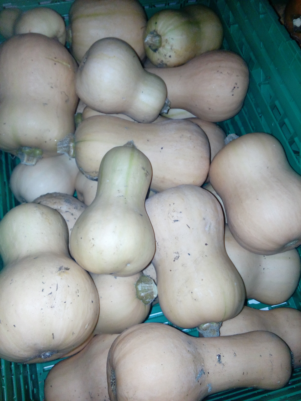 Butternut 100% bio - 1 kg - Le Jardin Du Ti Bout - Locavor.fr
