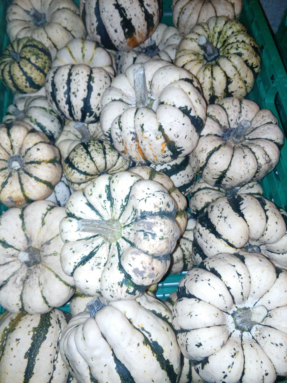 Courge patidou 100% bio - 600 g - Le Jardin Du Ti Bout - Locavor.fr