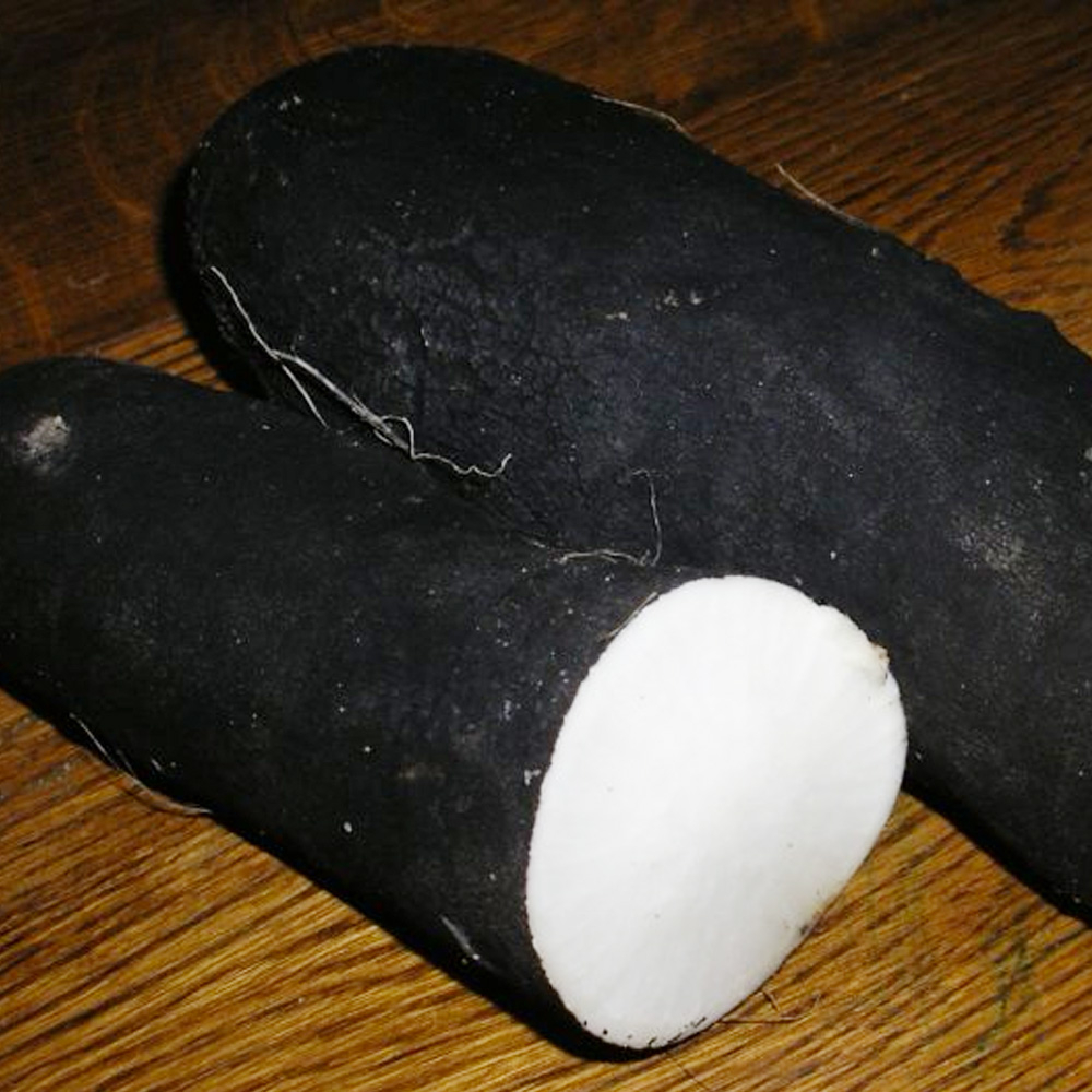 Radis noir - 1 u - Les Jardiniers De St Germain - Locavor.fr