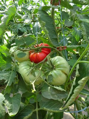 Tomate russe rouge - 1 u - Le Semeur Bio - Locavor.fr