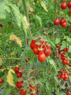Tomate cerise rouge poire - 1 u - Le Semeur Bio - Locavor.fr