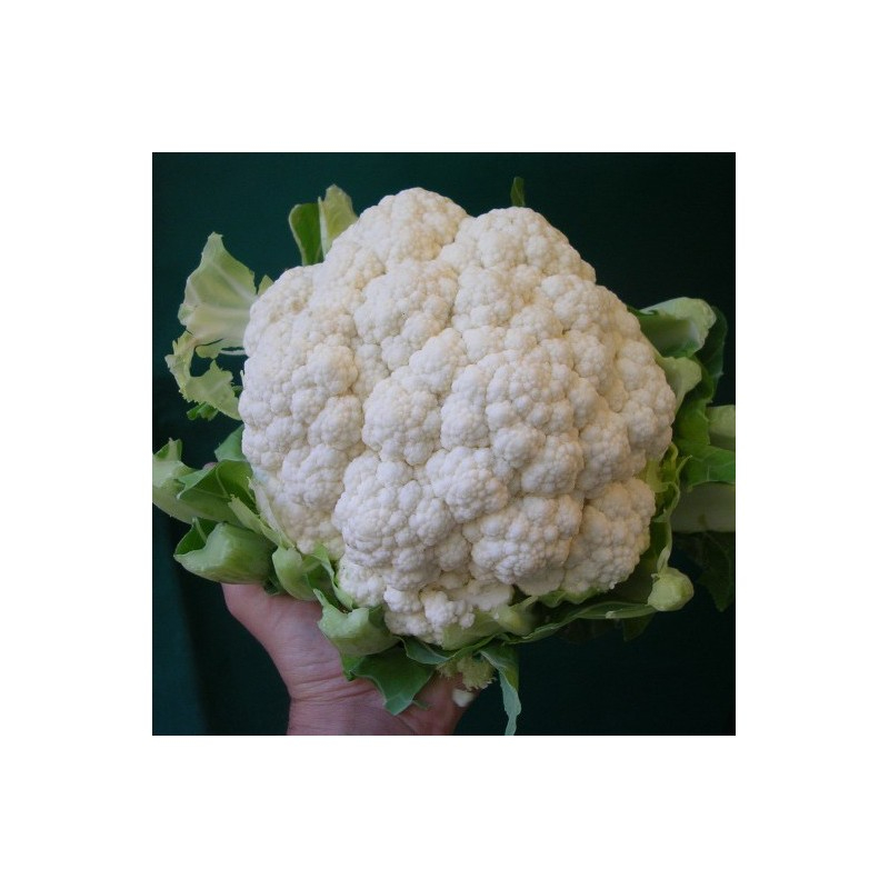 Chou fleur plant - 1 u - Le Potager De Pautilou - Locavor.fr