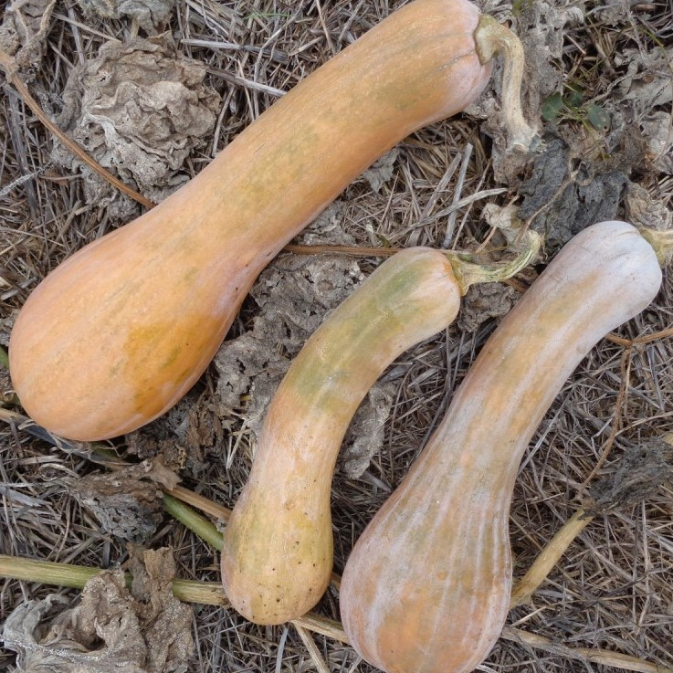 Courge longue de nice plant - 1 u - Le Potager De Pautilou - Locavor.fr