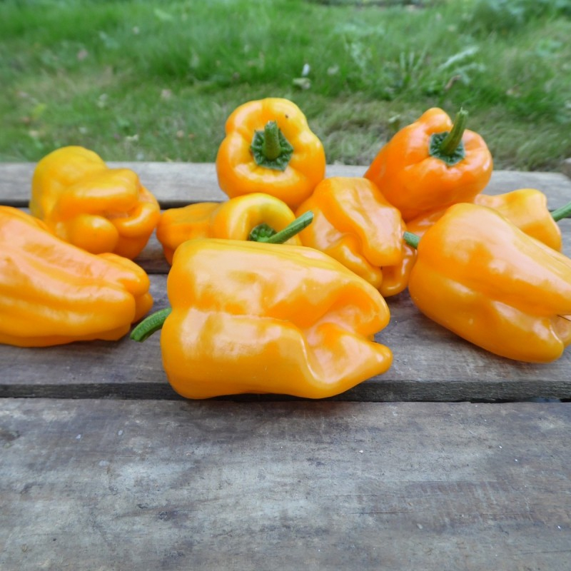 Poivron petit marseillais plant (mi-précoce) - 1 u - Le Potager De ...
