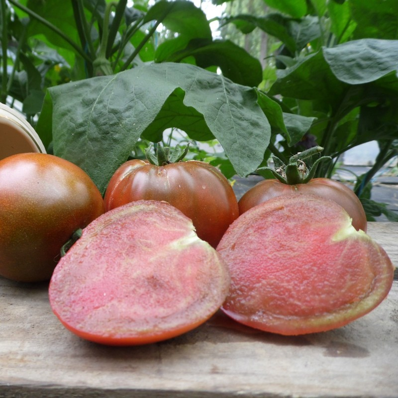 Tomate noire de crimée plant - 1 u - Le Potager De Pautilou - Locavor.fr