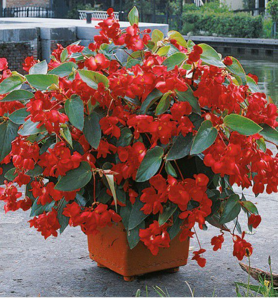 Bégonia dragon rouge] - 1 u - Jardin Des Zayons - Locavor.fr