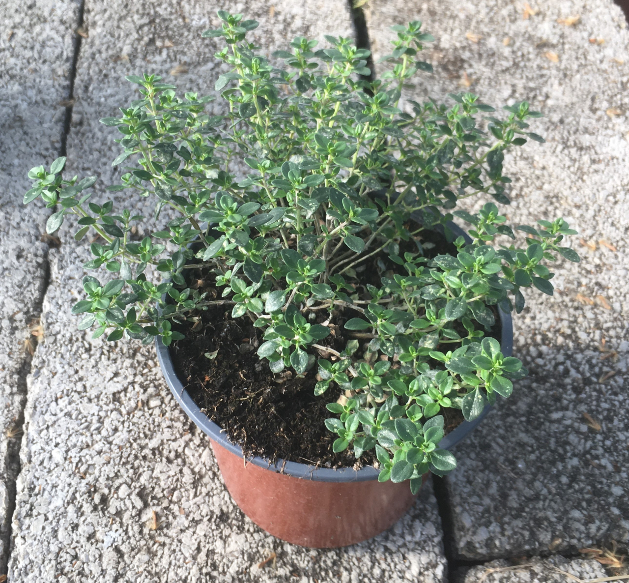 Thym citron - 1 u - Josianne Frances - Locavor.fr