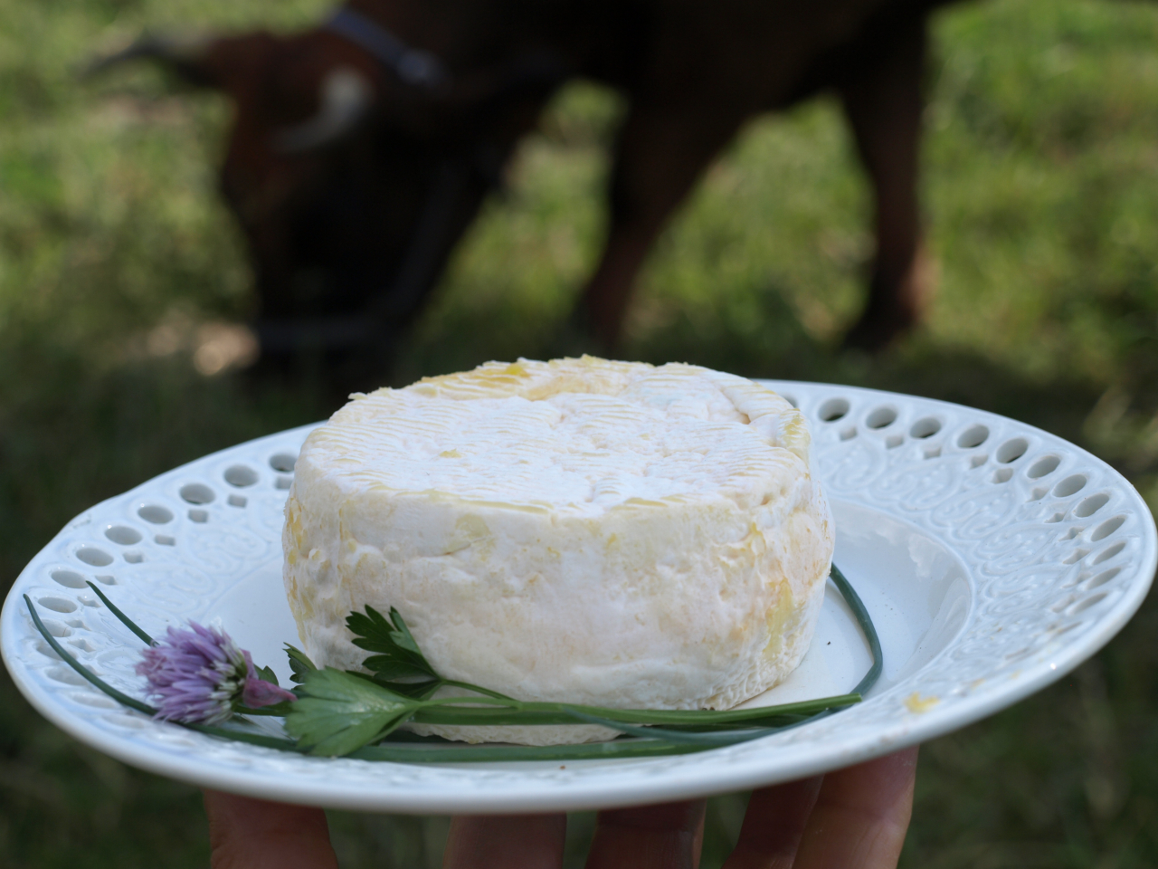Fromage de vache demi sec - 1 u - Fromagerie De L'ecu De Fontelin ...