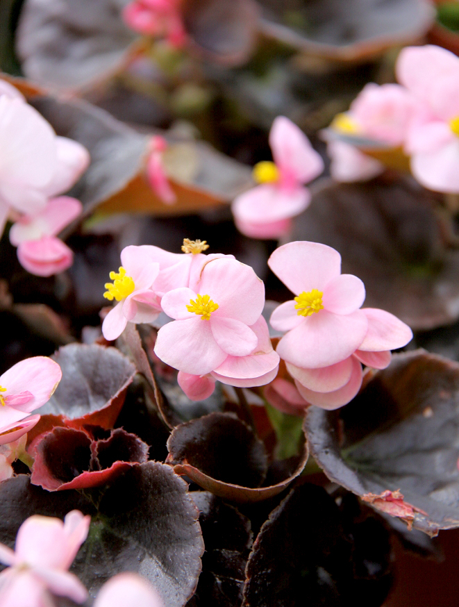 Begonia rose - 1 u - Aversenc - Locavor.fr