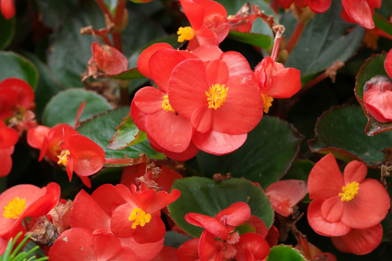 Begonia vrouge - 1 u - Aversenc - Locavor.fr