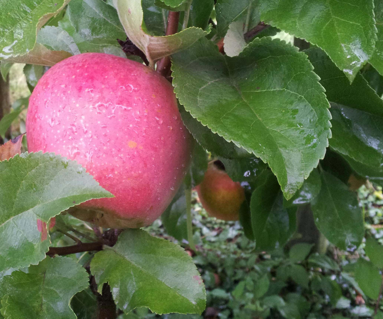 Pommes rouges - 1.9 kg - La Ferme Des 4 Saisons - Locavor.fr
