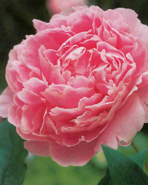 Pivoine - 12 u - Earl Des Bleuets - Locavor.fr