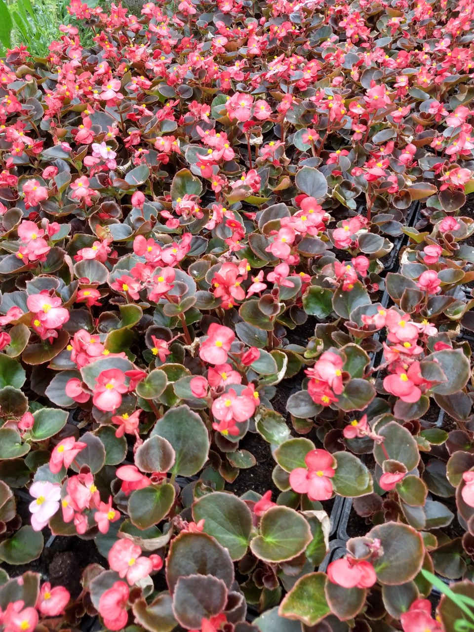 Begonia nain rouge fp x 10 - 10 u - Centre Armançon - Locavor.fr