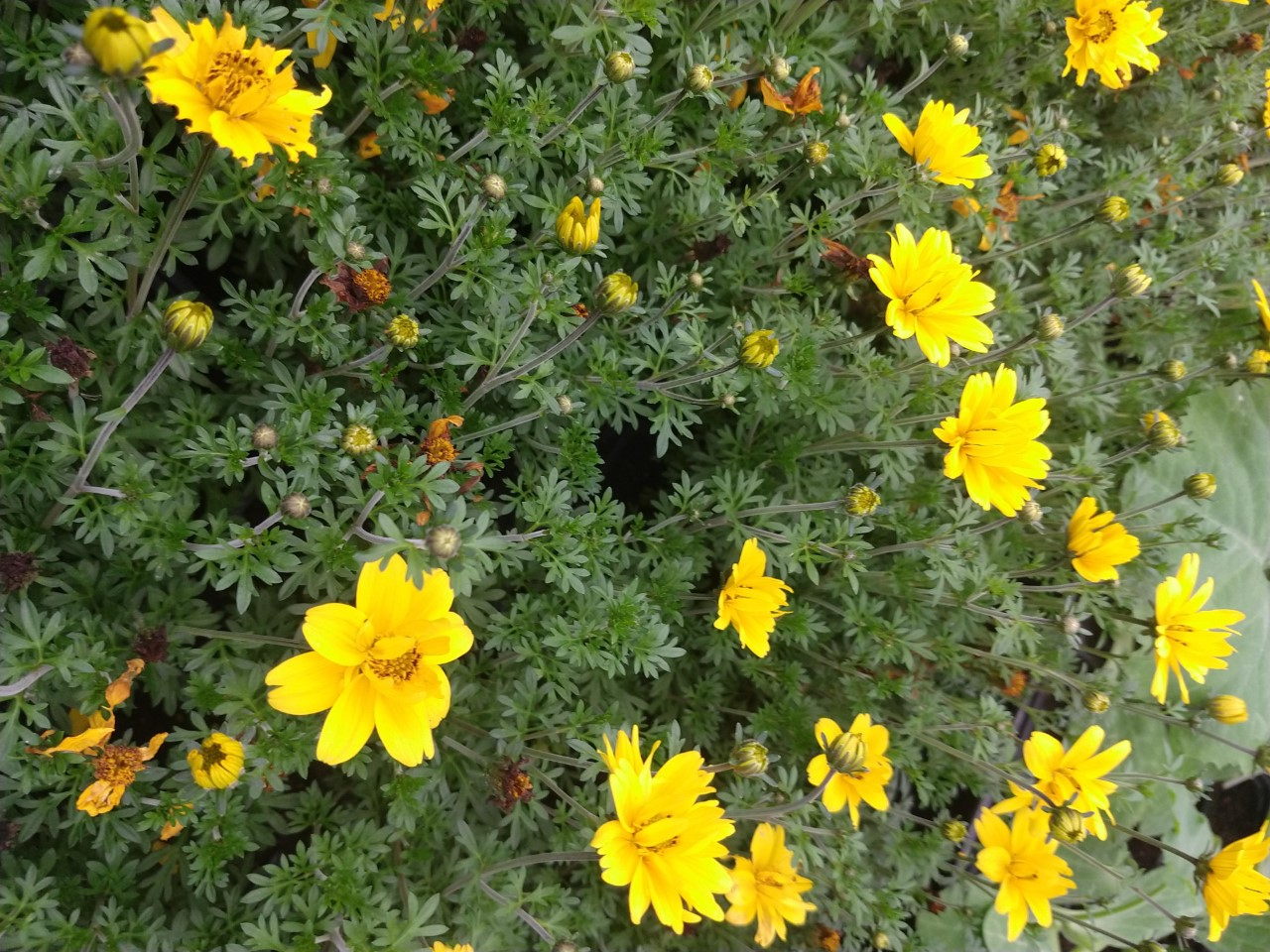 Bidens jaune double - 1 u - Centre Armançon - Locavor.fr