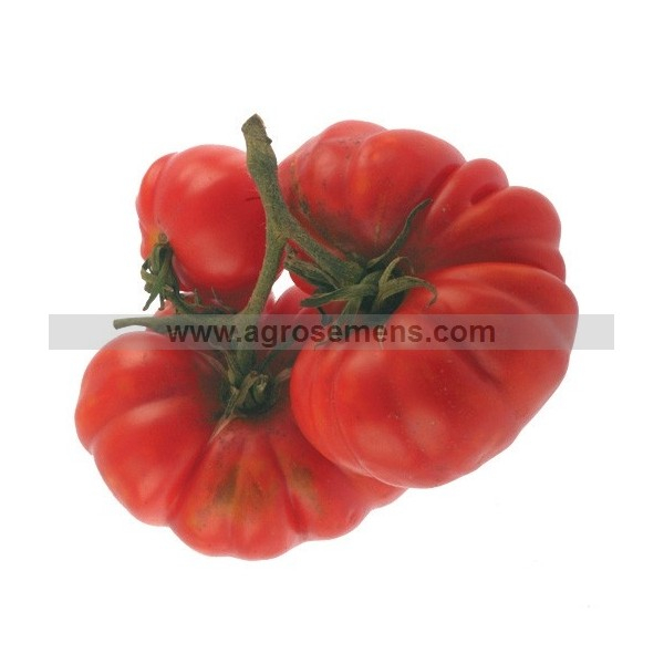 Tomate rouge côtelée - 1 u - Au Jardin Imaginaire - Locavor.fr