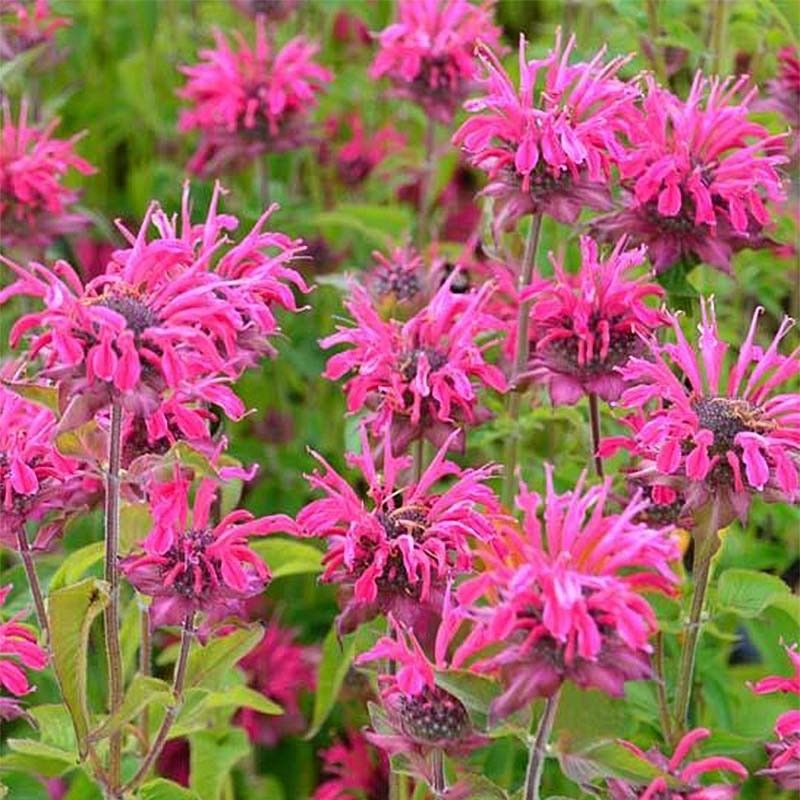 Monarde rose vivace - 1 u - Jardin Des Zayons - Locavor.fr