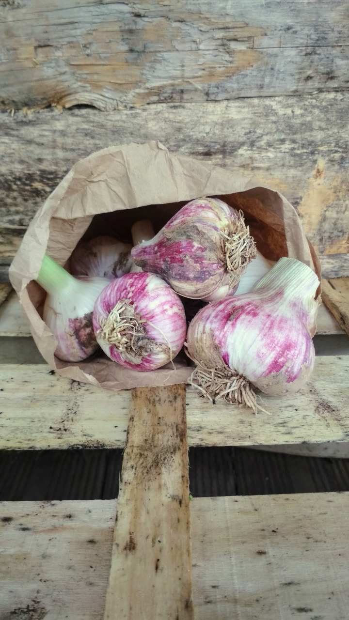 Ail violet sec - 100 g - Les Jardins De L'union - Locavor.fr