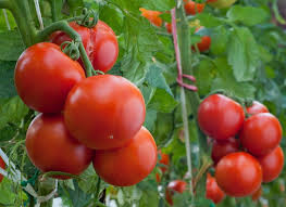 Tomate ronde paola - 2 formats - La Ferme Aux Saveurs - Locavor.fr