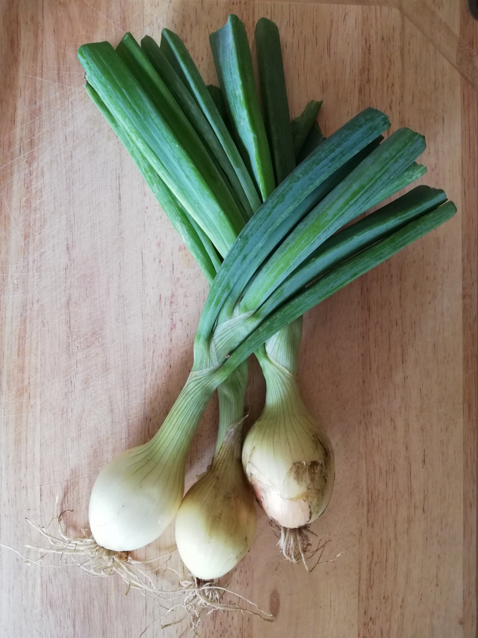 Oignon jaune botte - 1 u - Ferme Des Chapelles - Locavor.fr