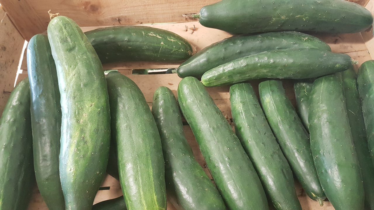 Concombre à piquants bio - 1 u - Le Village Potager - Locavor.fr