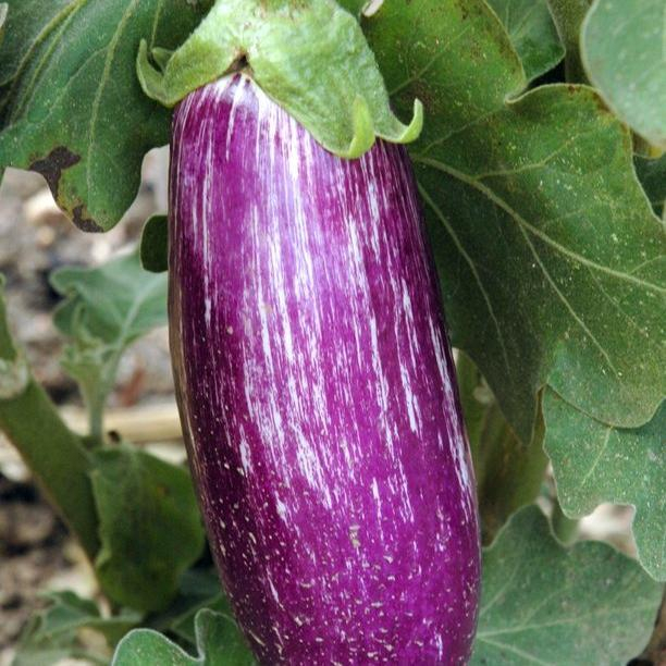Aubergine striée blanche et violett - 500 g - Les Jardiniers De St ...