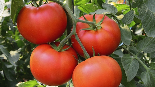 Tomates rondes - 500 g - Les Jardiniers De St Germain - Locavor.fr