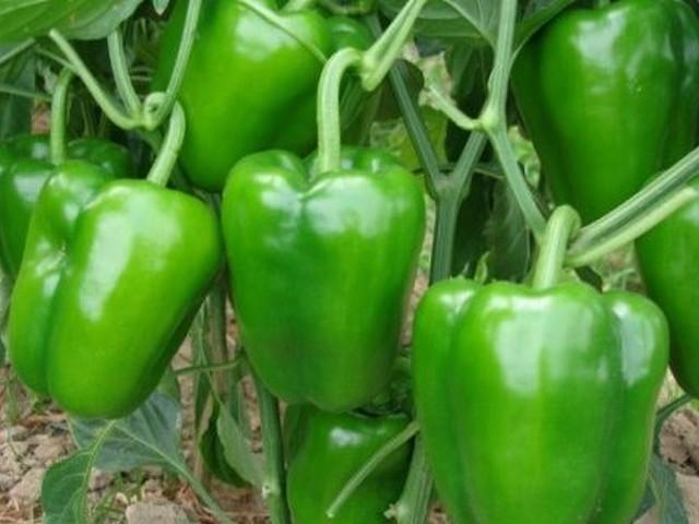 Poivron vert - 500 g - La Ferme Des Trois Poucets - Locavor.fr