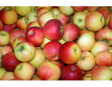 Pommes variété elstar conversion a - 2 kg - Ferme Biologique De La ...