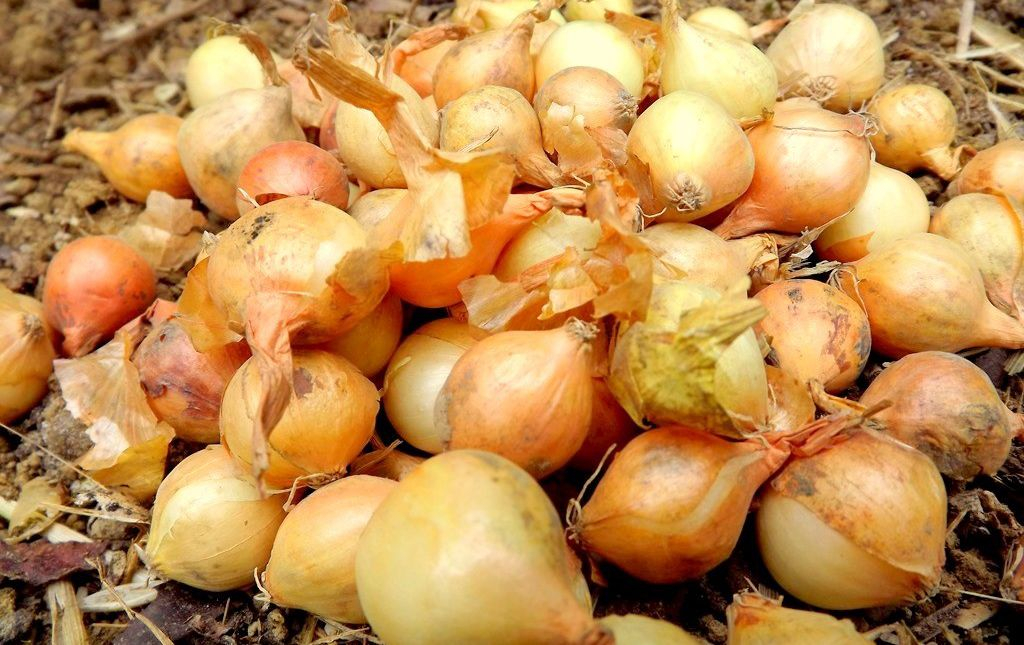 Oignon jaune - 1 kg - La Ferme De Labarthe - Locavor.fr