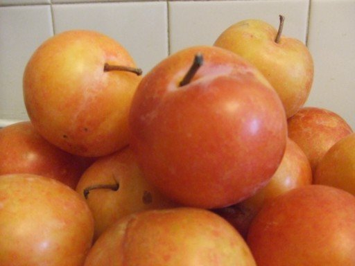 Prune tc sun - 1 kg - La Ferme Aux Cerises Pecoul Jacques - Locavor.fr