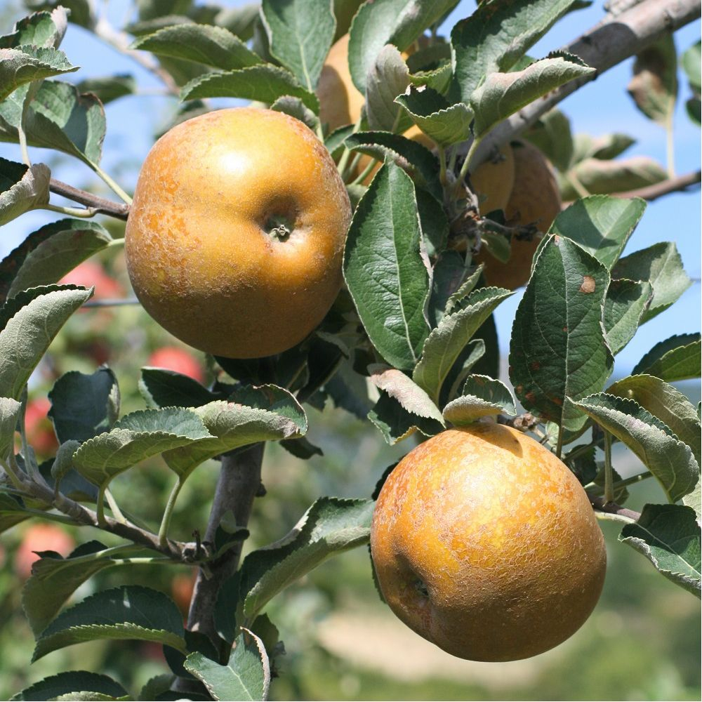 Pomme reinette grise - 2 formats - La Ferme Des 4 Saisons - Locavor.fr