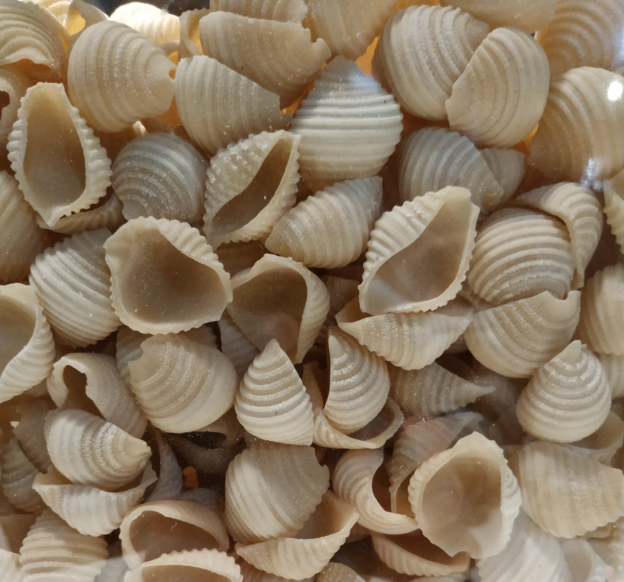 Conchiglie sec bio - 500 g - Pasta Murati - Locavor.fr