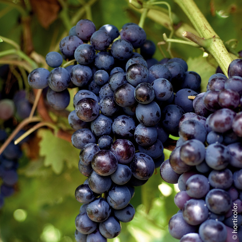 Raisin de table 500g - 500 g - Ferme Christen - Locavor.fr