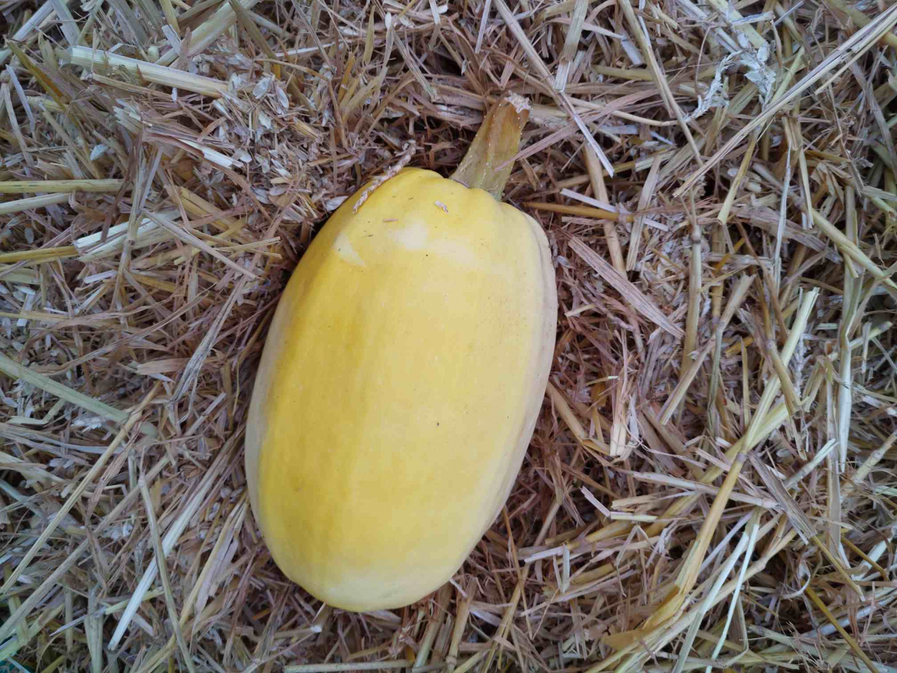 Courge spaghetti - 1.20 kg - Ferme De La Madeleine - Locavor.fr