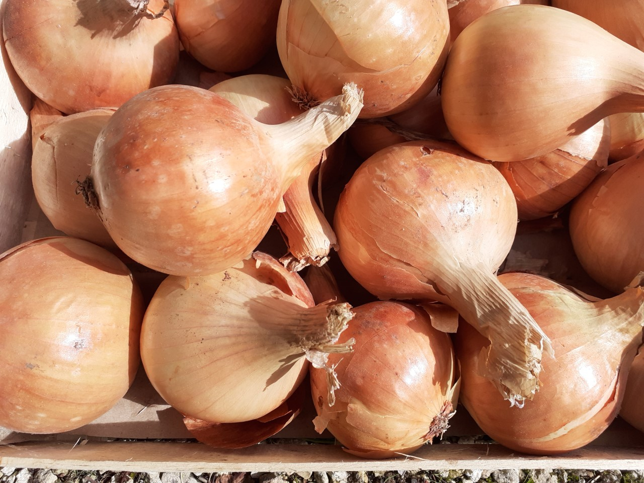 Oignons jaune bio - 1 kg - Marie-odile Lucas - Locavor.fr