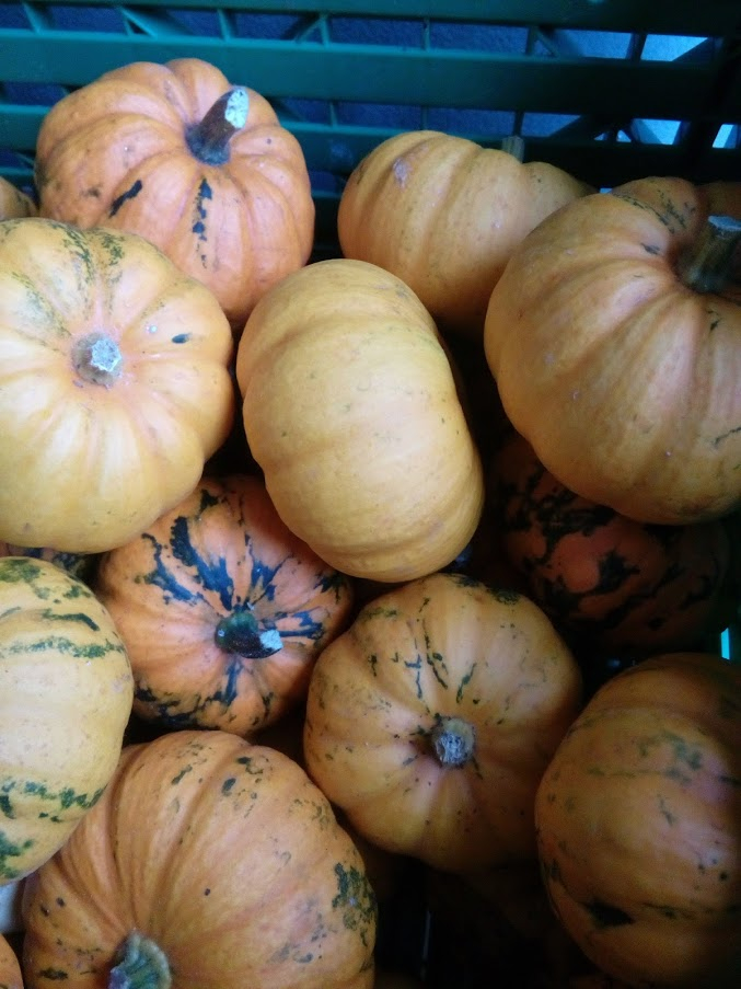 Courges jack be little bio 200gr max - 200 g - Le Jardin Du Ti Bout ...