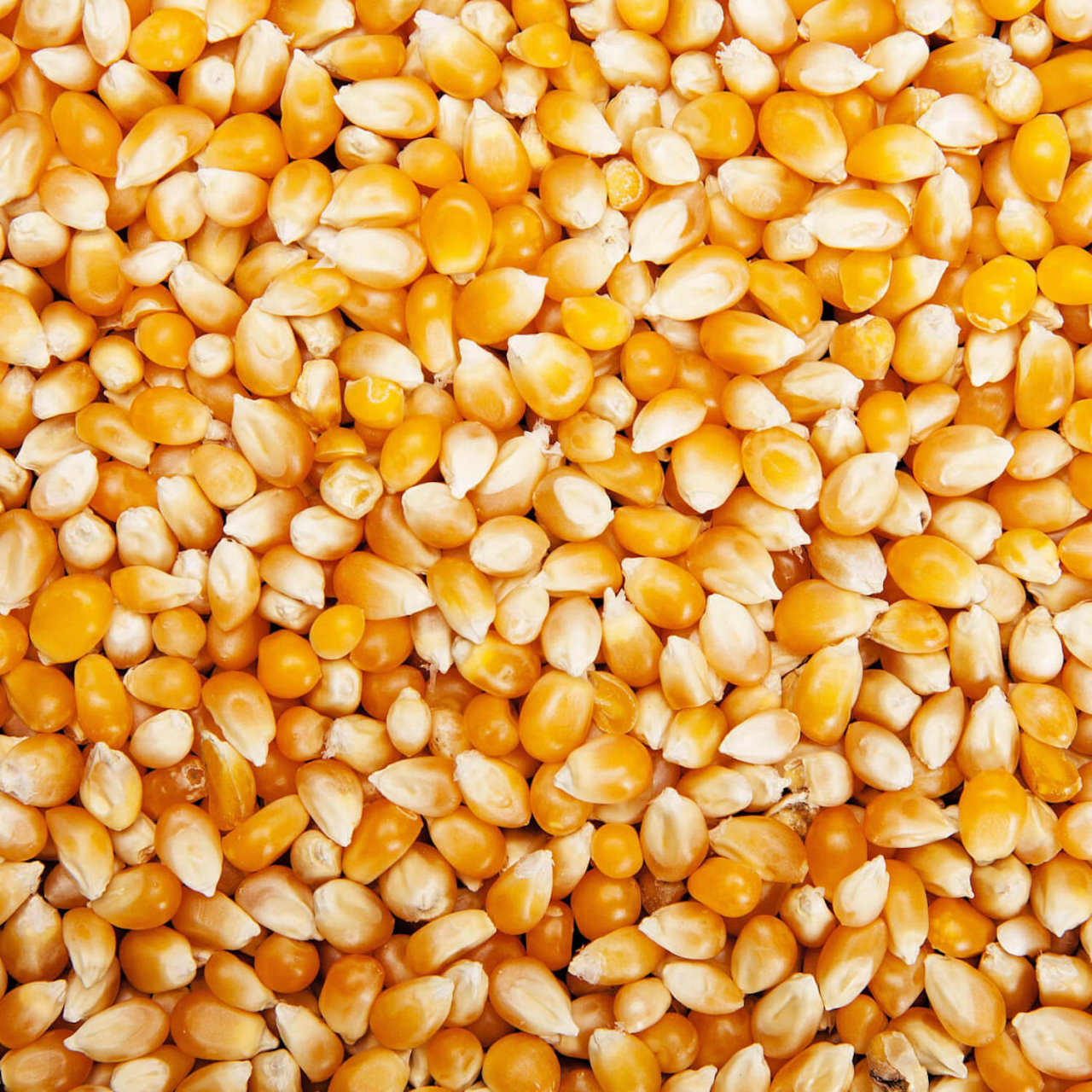 Maïs popcorn (inclus consigne) - 250 g - La Réserve Bio - Locavor.fr