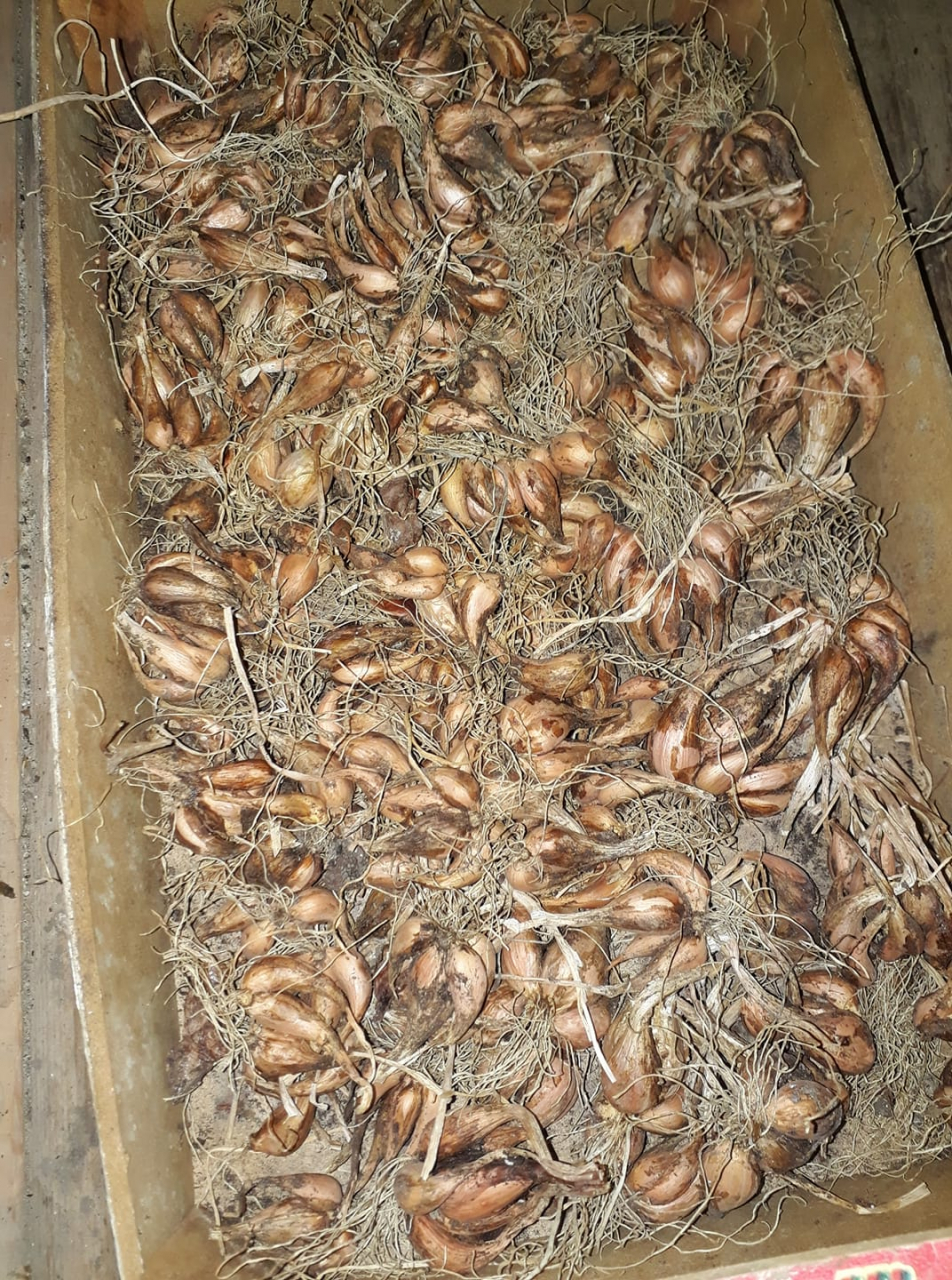 Echalote grise - 100 g - Le Jardin De L'hêtre - Locavor.fr