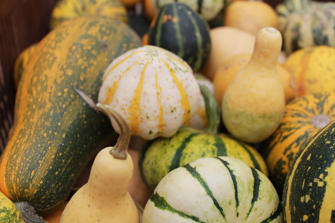 Coloquintes - 5 u - Amilhon - Locavor.fr