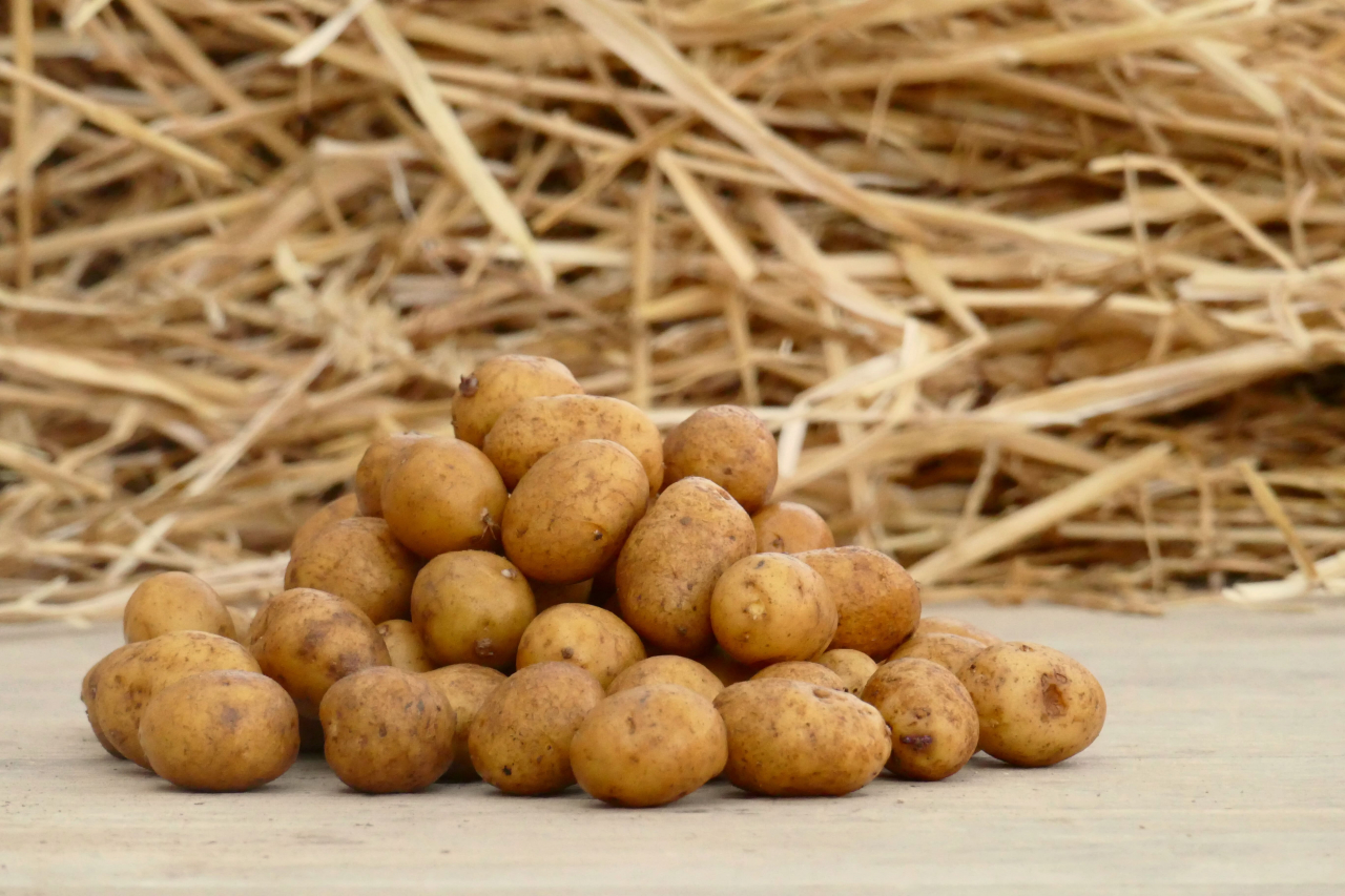 Toutes recettes mini grenaille 2,5kg - 2.5 kg - So Patate - Locavor.fr