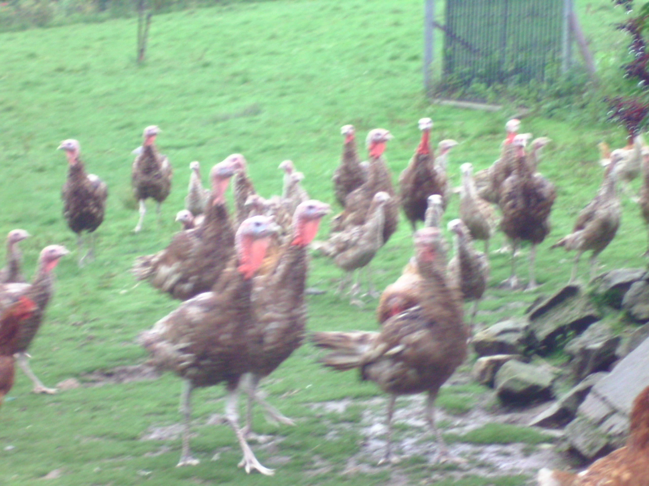 Dinde rouge des ardennes - 3 kg - Gaec Du Château Blanc - Locavor.fr