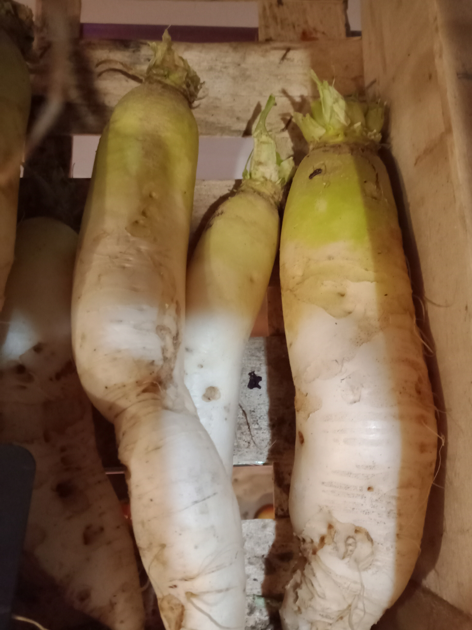 Radis daïkon / radis blanc - 250 g - La Ferme Des Petits Bois ...