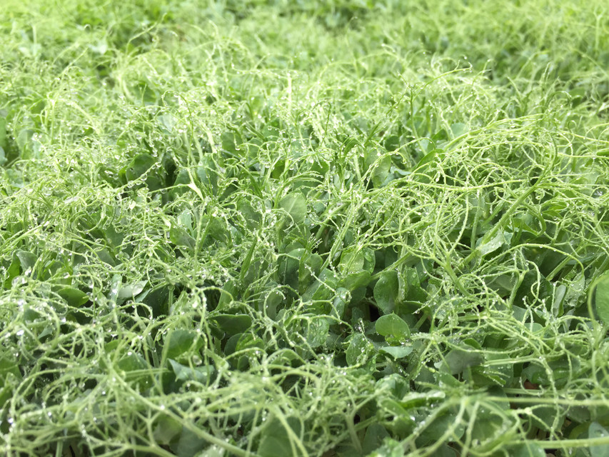 Micro-pousses de pois vrille 'affyla' - 1 u - Microsaveurs - Locavor.fr