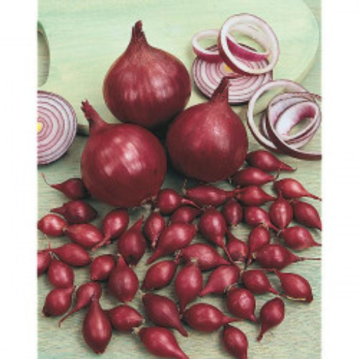 Semences oignons rouge " red baron " - 2 formats - Couleur Cafe ...